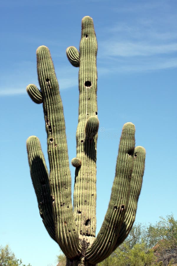 Large Cactus stock photo. Image of saguaro, desert, succulent - 6848908