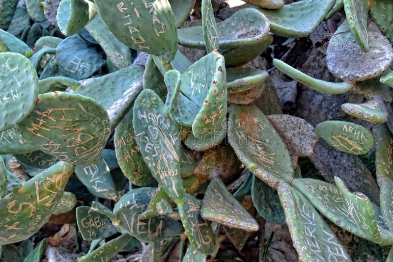 Large Cactus Background Destroyed by Inscriptions in Close-up Stock ...