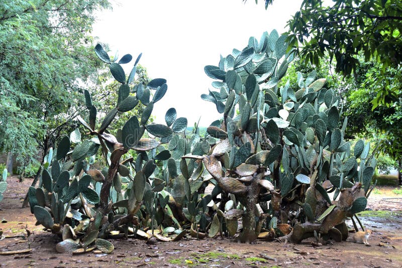 Large Cactus Bush Natural Plantation Stock Image - Image of shape ...