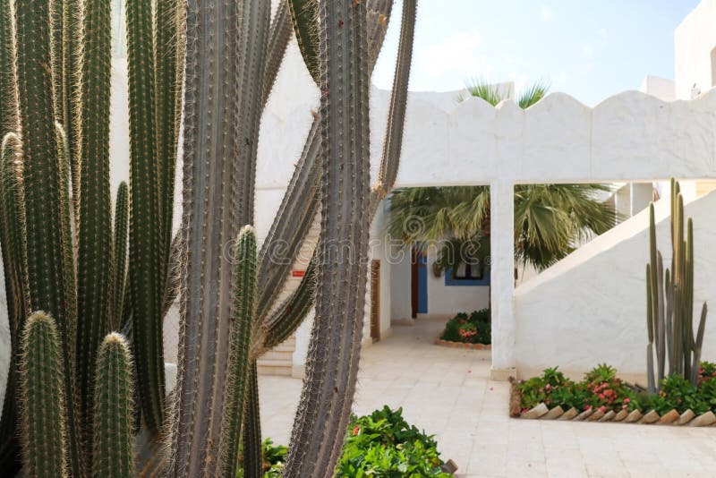 Large cactus in Egypt. stock photo. Image of botany - 255831524