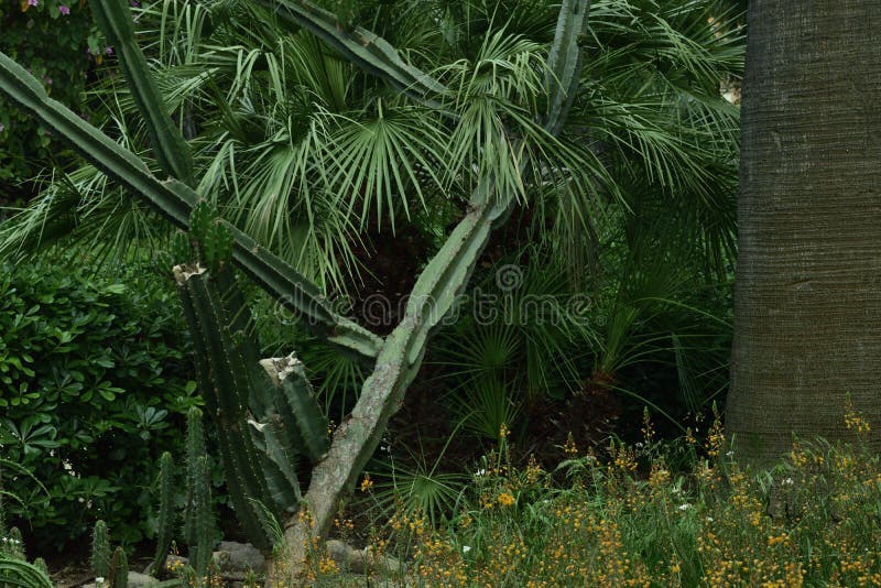 A Large Cactus in the Grass and Bushes Stock Photo - Image of nature ...