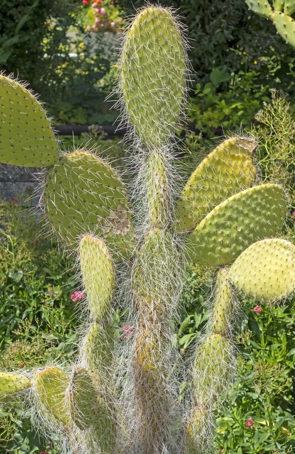 Large cactus stock photo. Image of cactus, prickly, large - 58975382