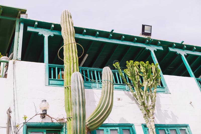 Large Cactus is Growing on the Side of a Building Stock Image - Image ...