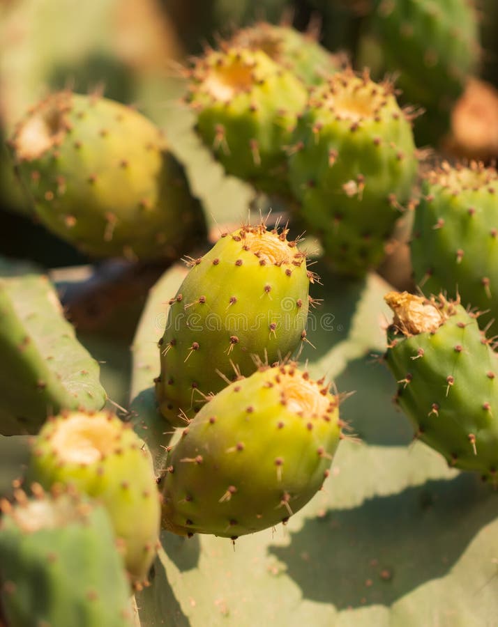 Large Cactus Leaves with Prickly Fruits Stock Image - Image of thorns ...