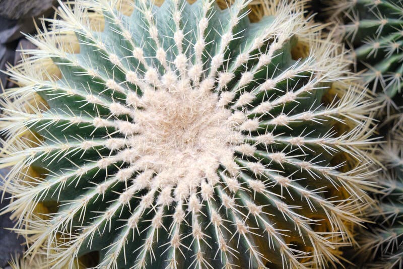 Large Cactus with Needles Top View, Background, Copy Space Stock Photo ...