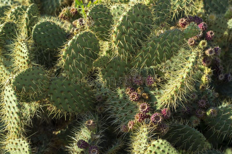 Large cactus plants. stock photo. Image of nature, botany - 216353920