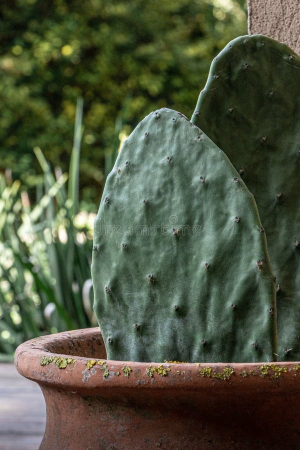 Big cactus in a pot stock photo. Image of concept, closeup - 176193462