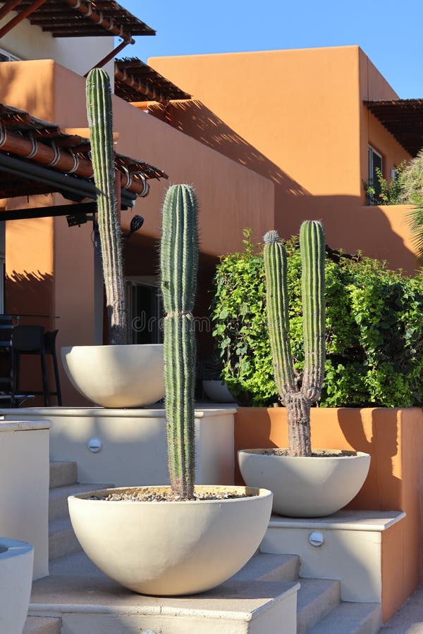 Large Cactus in Pots in a Half Circle. Stock Photo - Image of ...