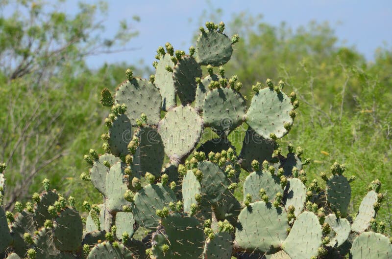 Large Cactus stock image. Image of amerca, large, texas - 89038343