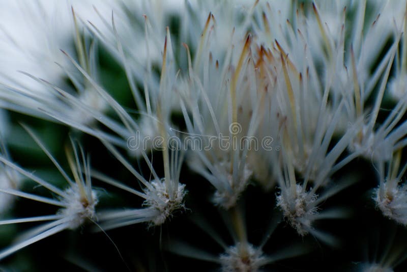 Large cactus spines stock image. Image of color, freshness - 195431535