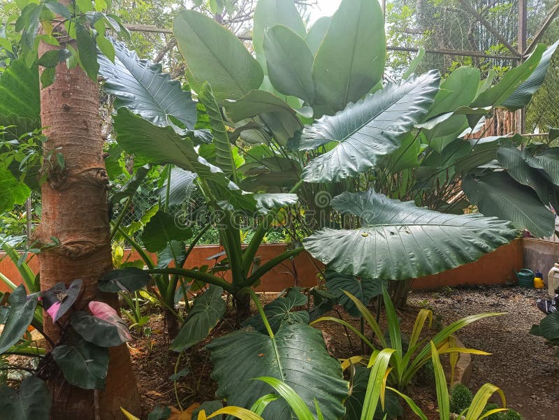 Large Caladium Plant in the Garden Stock Image - Image of plantation ...