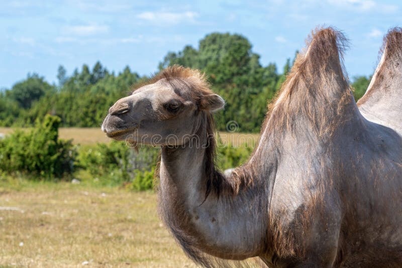 Large Camel Standing in a Field in Sunlight Stock Image - Image of ...