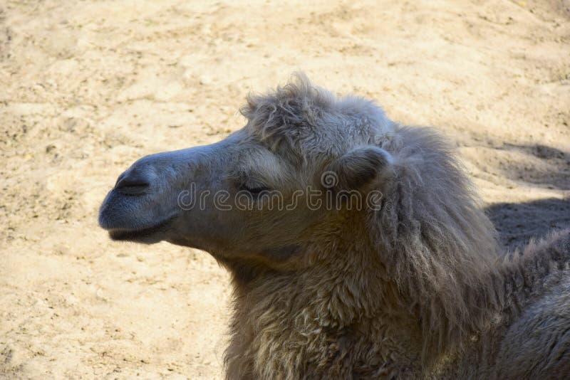 Large Camel Stands and Dozes on the Background of Sand. Close-up Stock ...