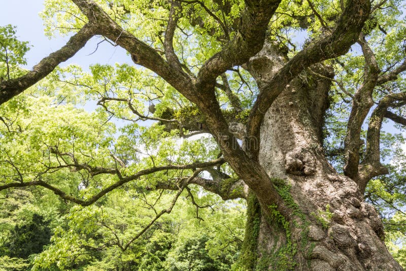 Large elm tree stock image. Image of asia, spread, full - 36626167