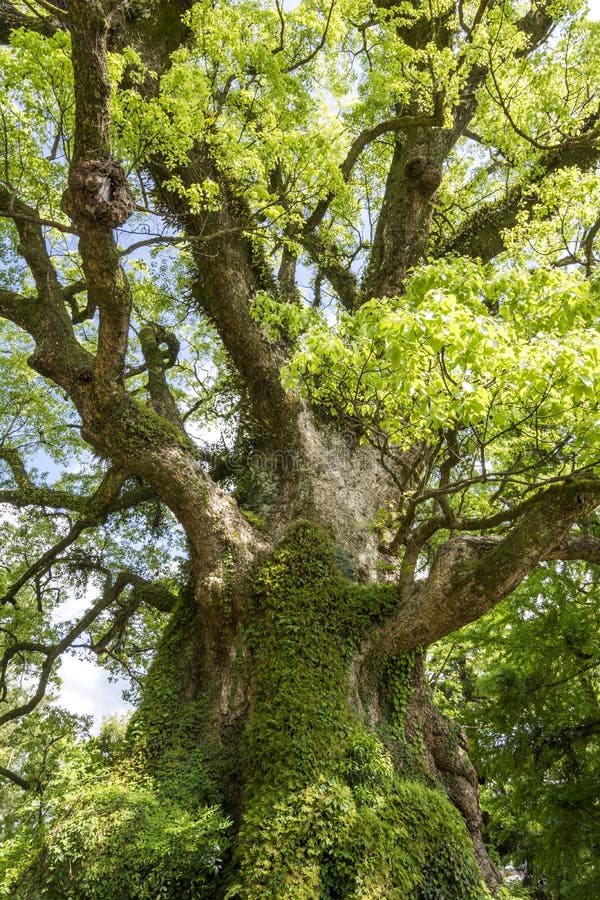Large elm tree stock image. Image of asia, spread, full - 36626167