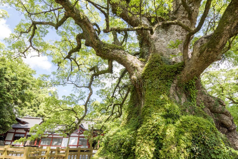 Large elm tree stock image. Image of asia, spread, full - 36626167