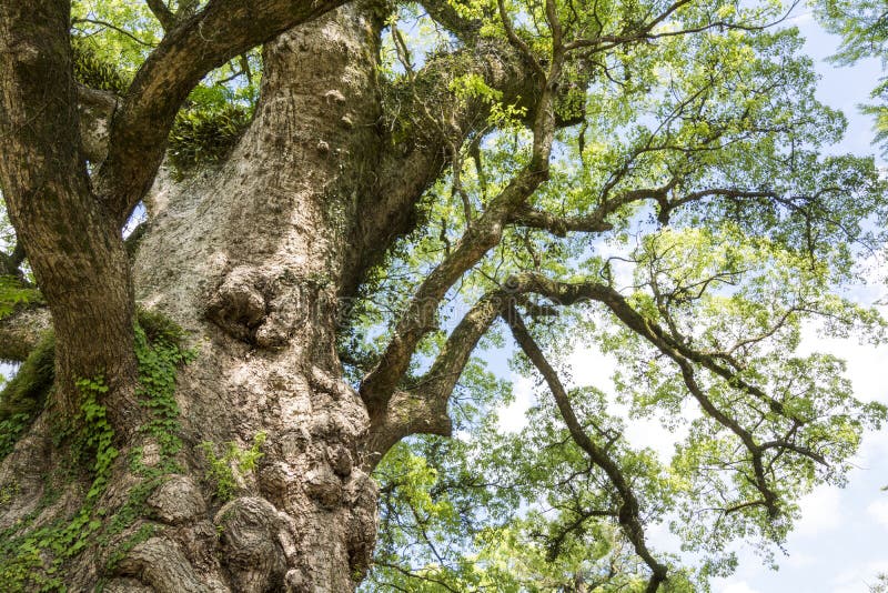Large elm tree stock image. Image of asia, spread, full - 36626167