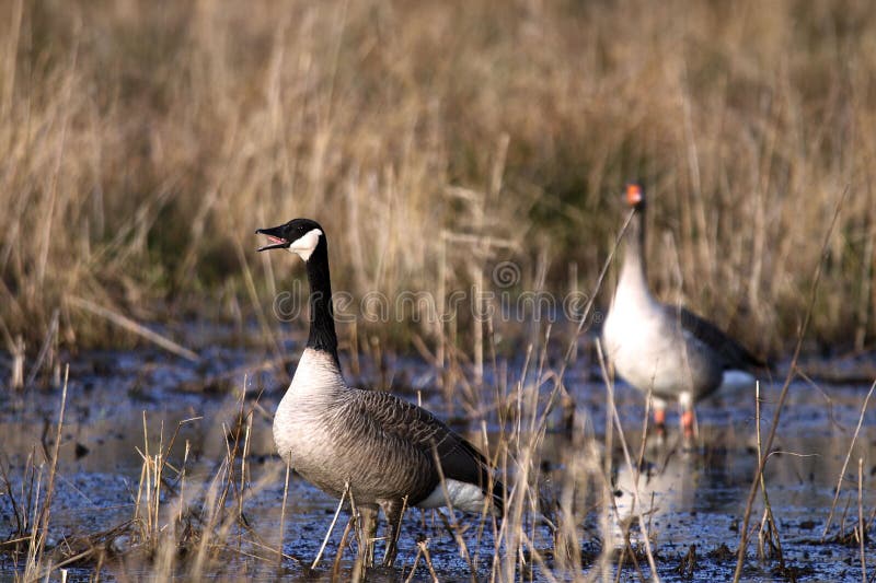 Large Canadian Goose in a Tranquil Blue Body of Water Stock Image ...