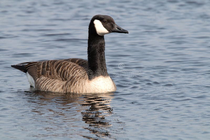 Large Canadian Goose in a Tranquil Blue Body of Water Stock Image ...