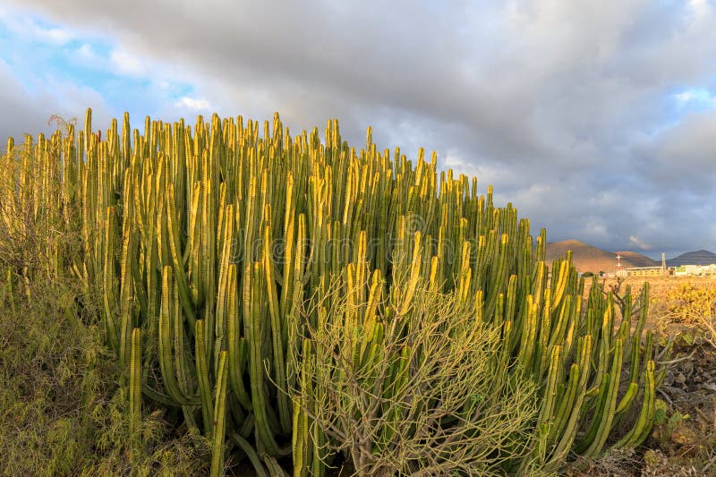 Large Canary Spurge Cactus in Tenerife, Spain. Stock Image - Image of ...