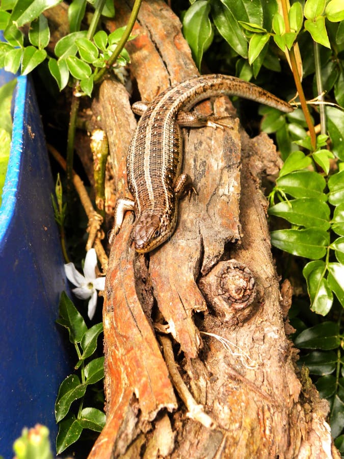 Cape Skink stock image. Image of reptile, skink, chameleons - 34015069