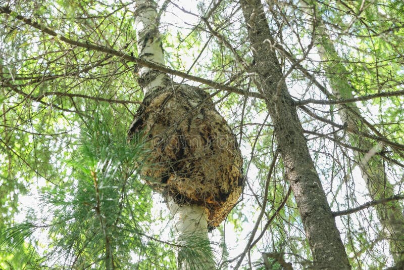 Large Deformed Sculpture Stock Photos - Free & Royalty-Free Stock ...