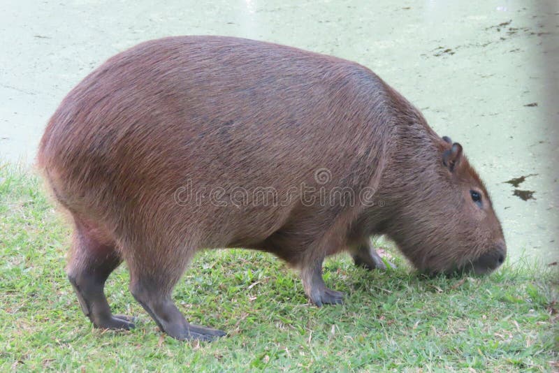 Fat capybara stock image. Image of grass, lying, park - 145243519