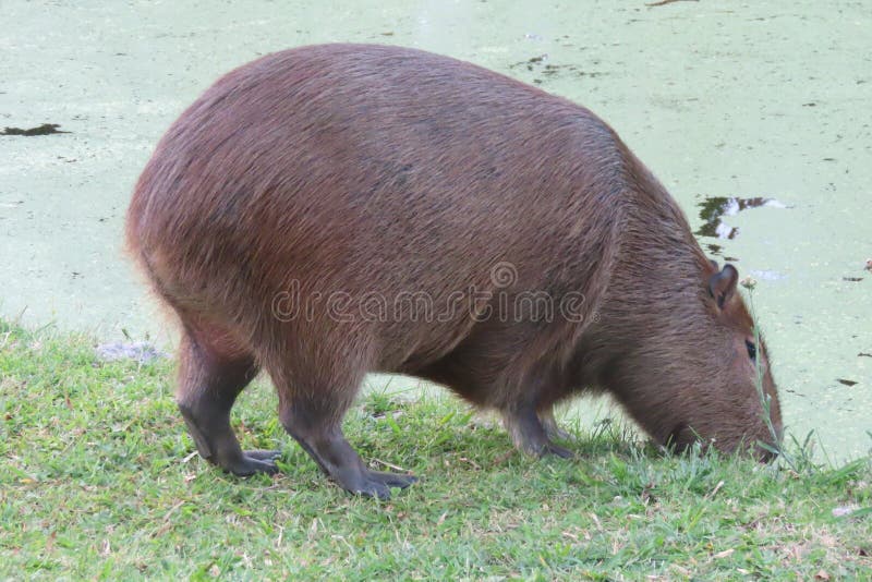 Fat capybara stock image. Image of grass, lying, park - 145243519