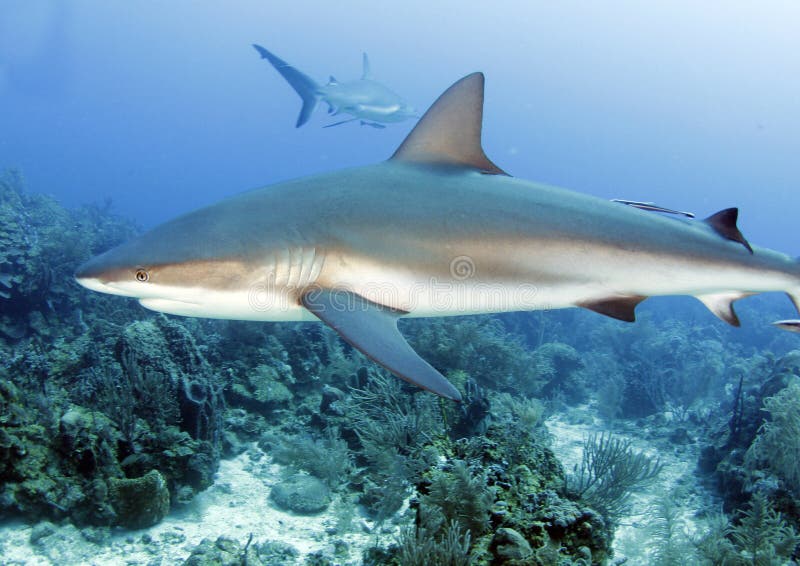 Large Caribbean Reef Shark, Roatan, Honduras Stock Image - Image of ...