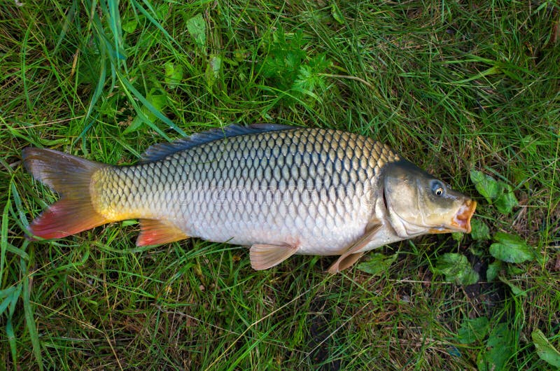Large Carp Fish Caught in a Lake Stock Image - Image of summer, caught ...