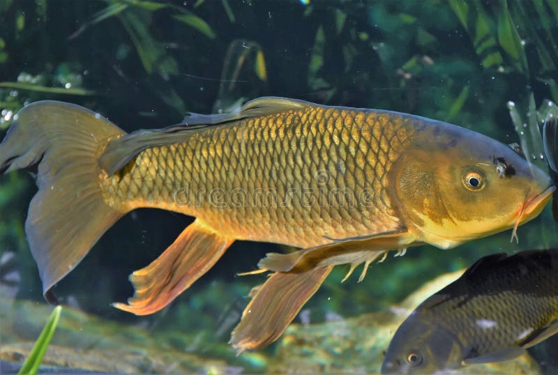 Fish in clear river water stock photo. Image of scales - 199521282
