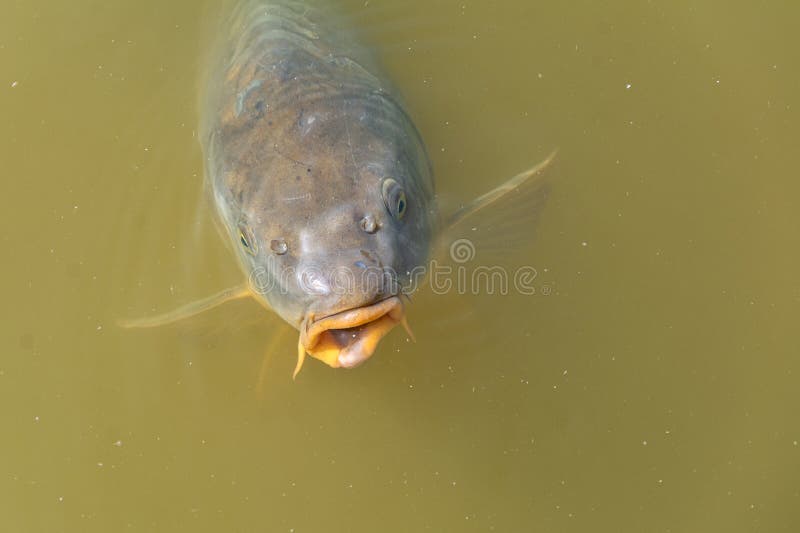Large Carp Surfacing in a Small Pond Stock Photo - Image of nature ...