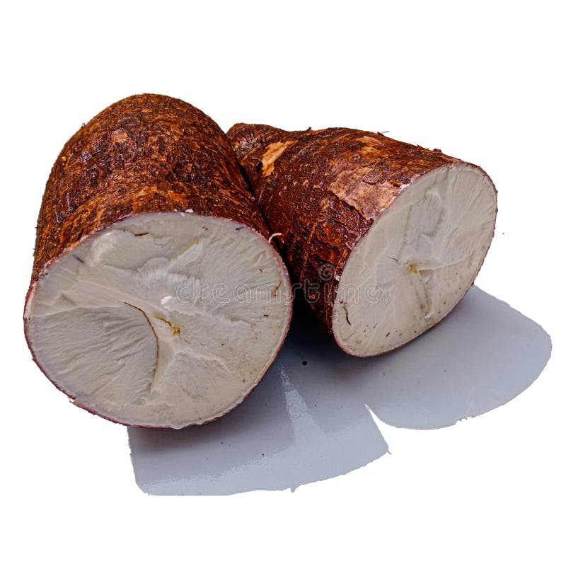 A Large Cassava Root Plant with a White Background Stock Image - Image ...