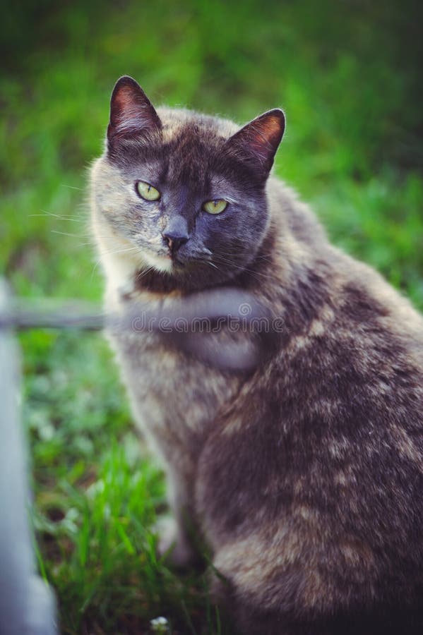 Large Cat Sitting on the Grass, Relaxing in the Summer Sun Waiting for ...