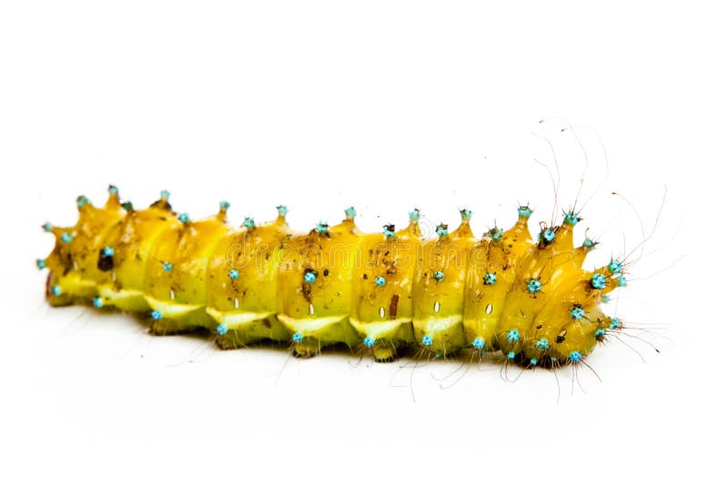 Large caterpillar stock image. Image of worm, white, insect - 36582173