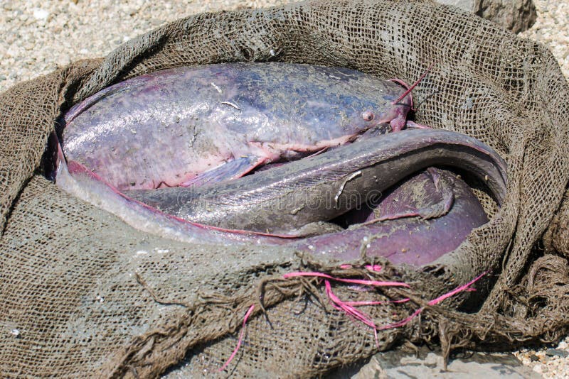 Large Catfish stock photo. Image of catfish, whisker - 98173346