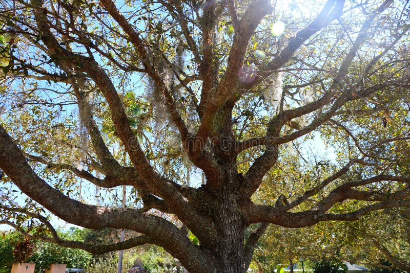 A Large Cathedral Live Oak Tree Under the Sun Stock Image - Image of ...