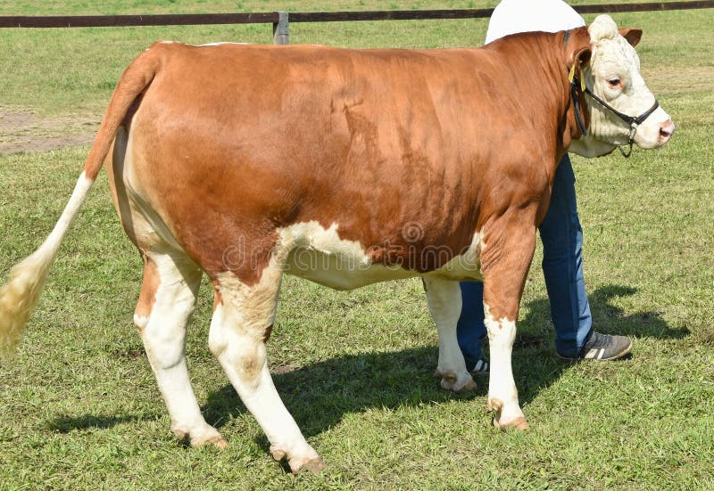 Large cattle outdoors stock image. Image of hoofed, agricultural - 77037213