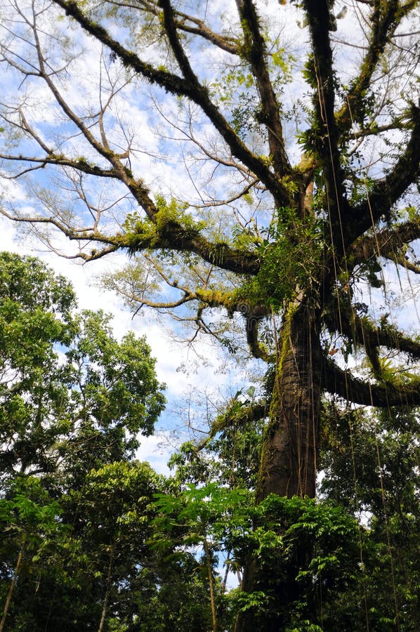 Large Ceibo Tree in Rainforest Stock Photo - Image of amazonia, amazon ...