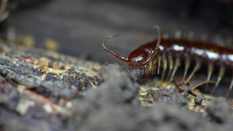 Large Centipede Hide in Tree Trunk. Macro Animal Background Stock ...