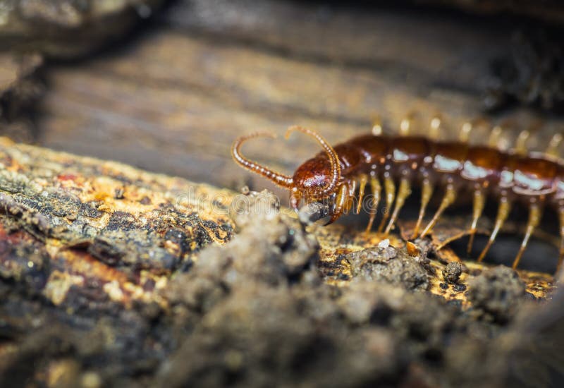 Large Centipede Hide in Tree Trunk. Macro Animal Background Stock Photo ...