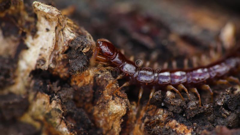 Large Centipede Hide in Tree Trunk. Macro Animal Background Stock Video ...