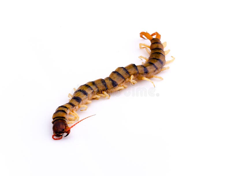 Large Centipede Was Dead on the White Background Stock Photo - Image of ...