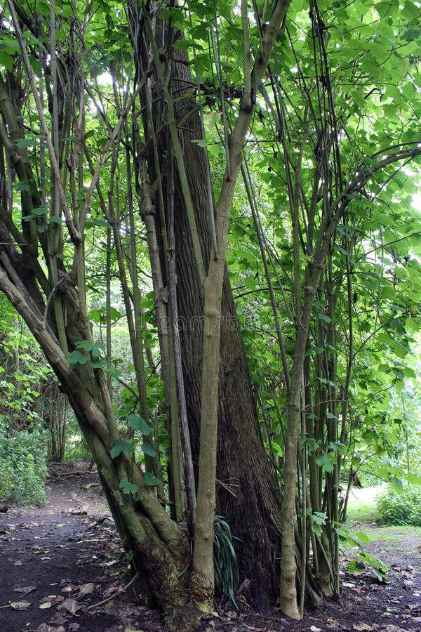 A Large Central Tree Trunck Surrounded by Smaller Bamboo Trees ...