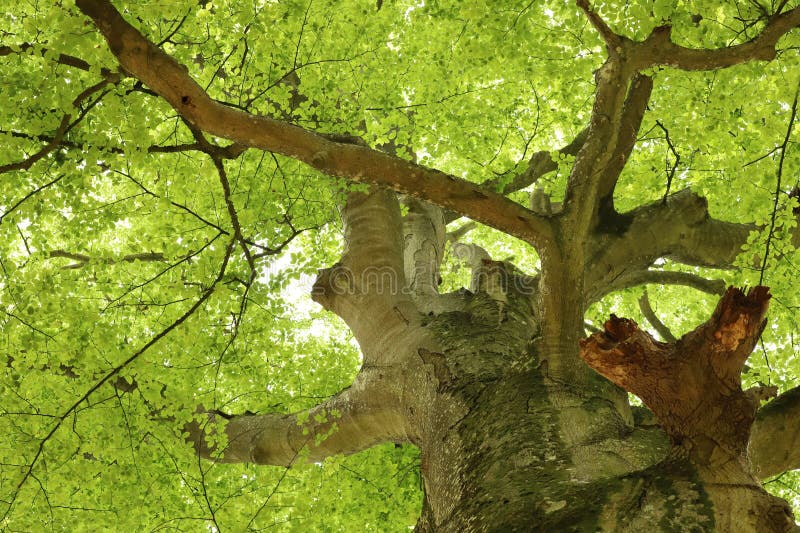 Large, Centuries-old Beech Tree, Branches and Leaves Colored Green in ...