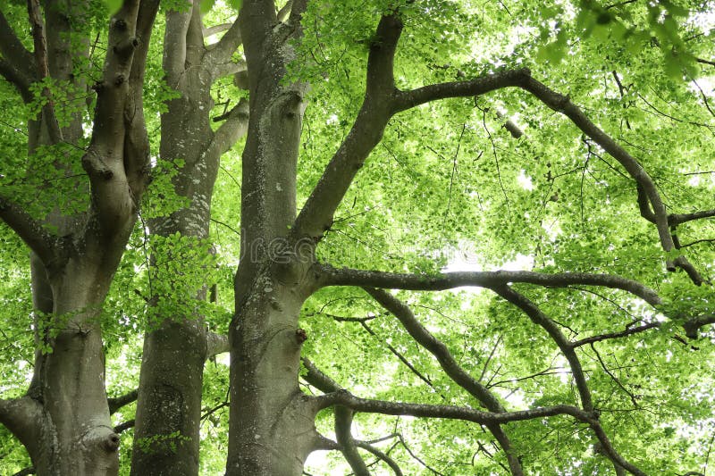 Large, Centuries-old Beech Tree, Branches and Leaves Colored Green in ...