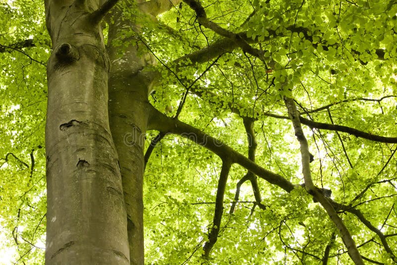 Large, Centuries-old Beech Tree, Branches and Leaves Colored Green in ...