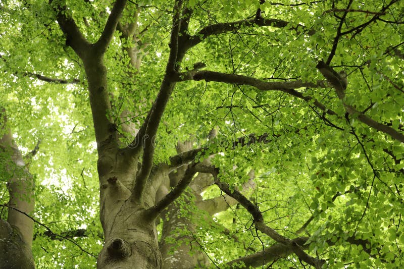 Large, Centuries-old Beech Tree, Branches and Leaves Colored Green in ...