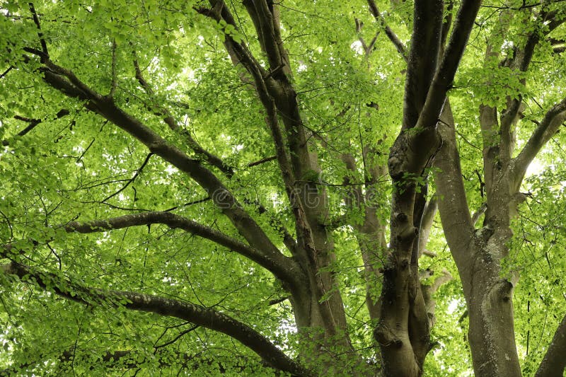 Large, Centuries-old Beech Tree, Branches and Leaves Colored Green in ...