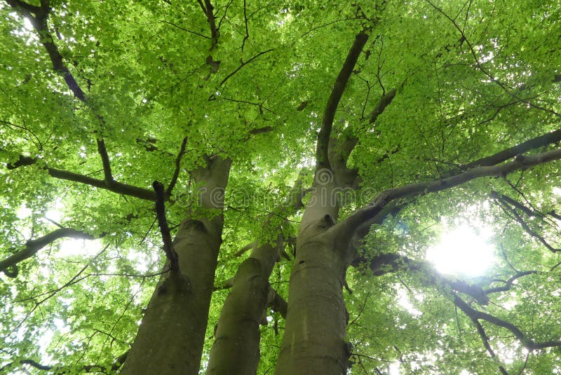Large, Centuries-old Beech Tree, Branches and Leaves Colored Green in ...